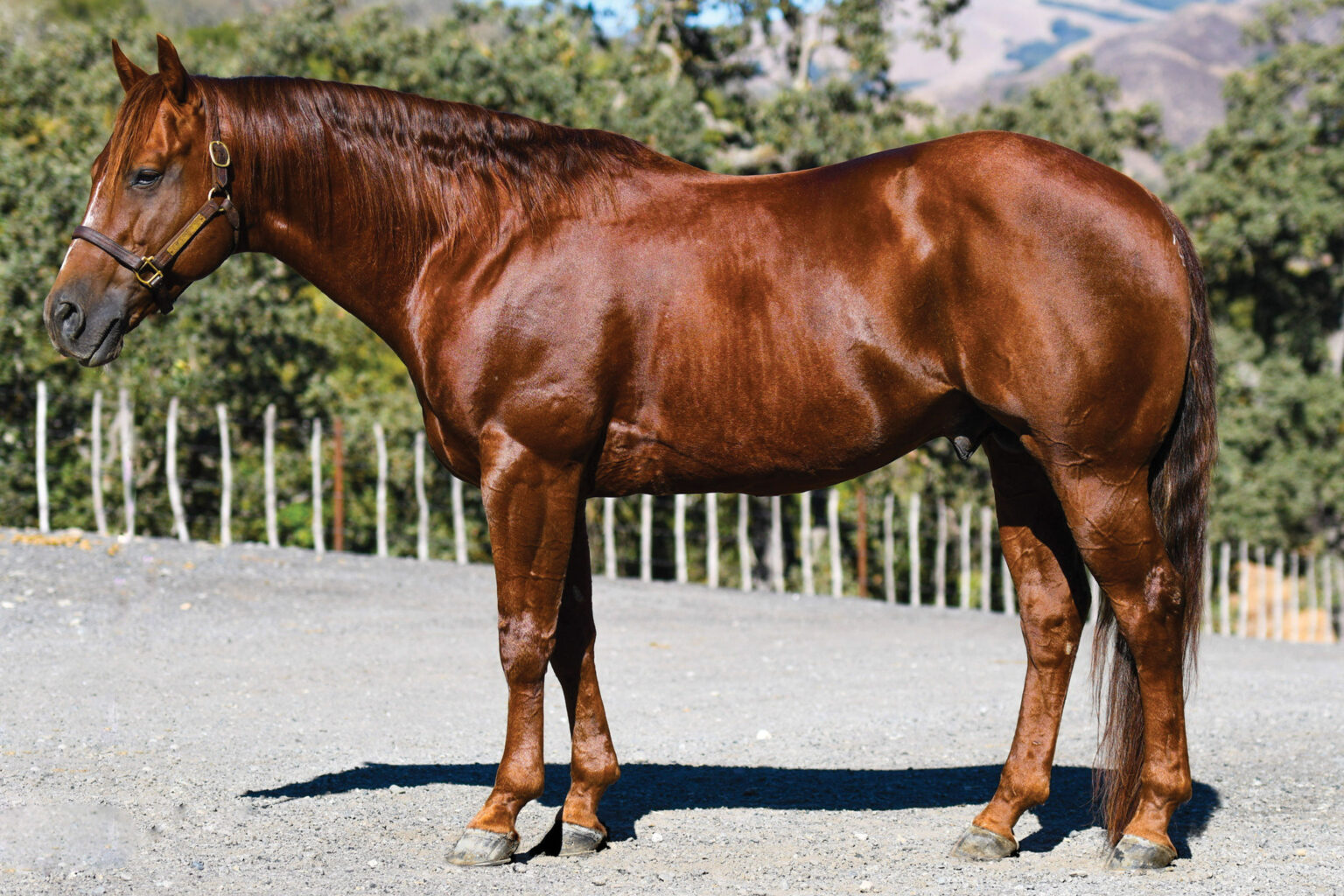 Isaac Starlight - 808 Ranch